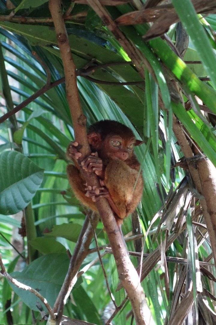 Lore Lindu National Park: Bada Valley Megaliths in Sulawesi, Indonesia